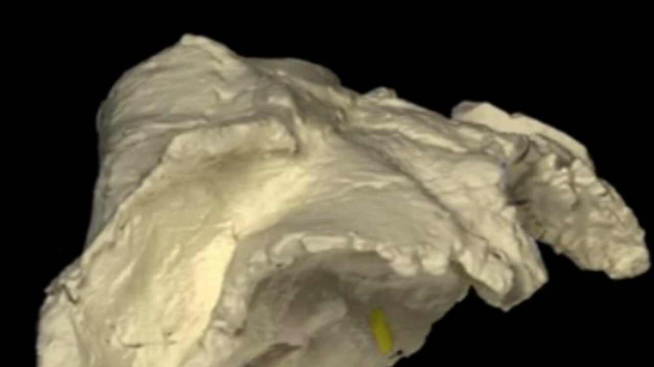 Rare braincase provides insight into dinosaur brain