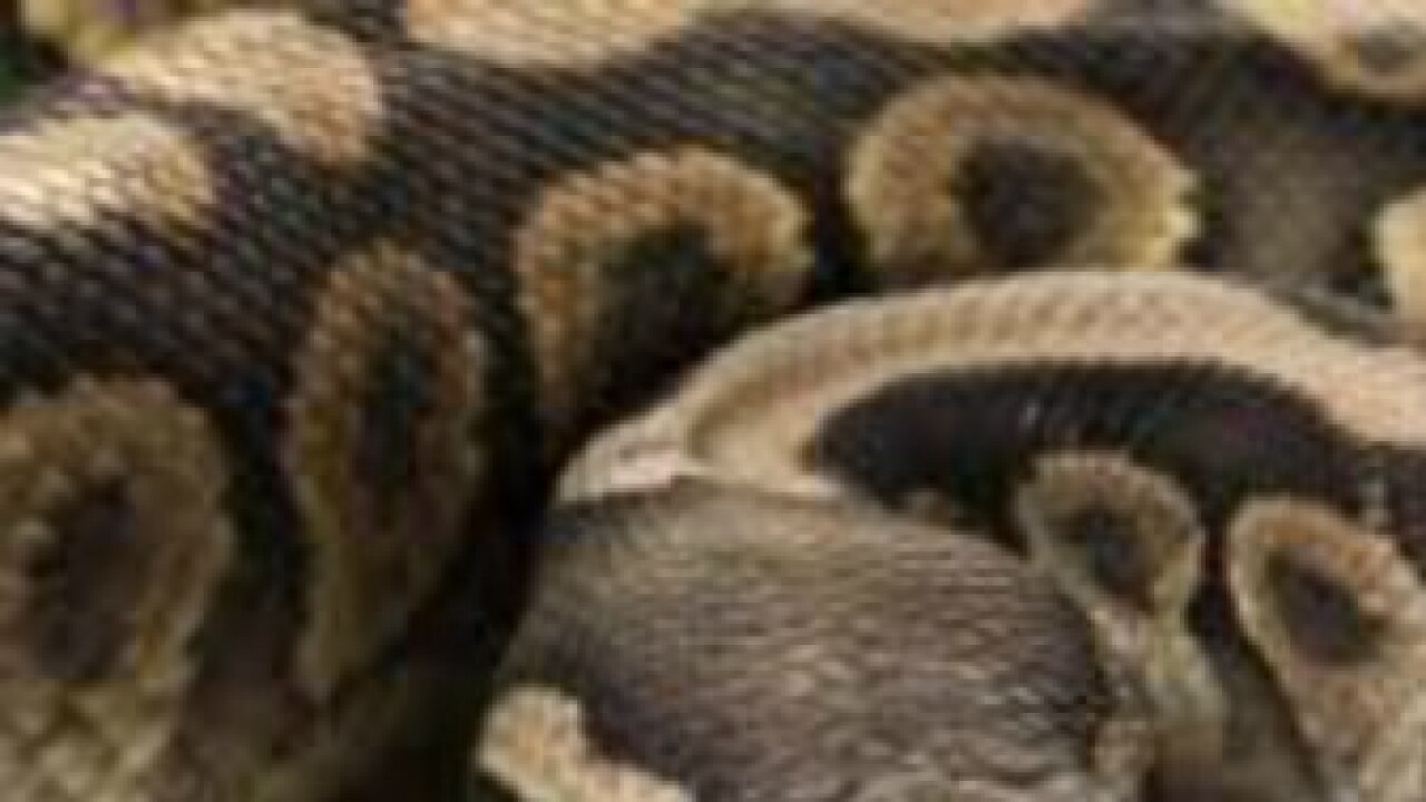 Eight feet long python snared in temple in Haryana