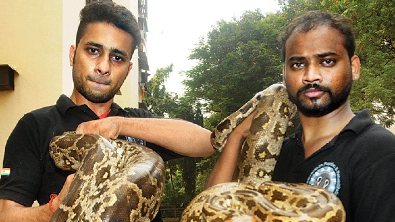 Naturalists rescue two pythons in Dahisar