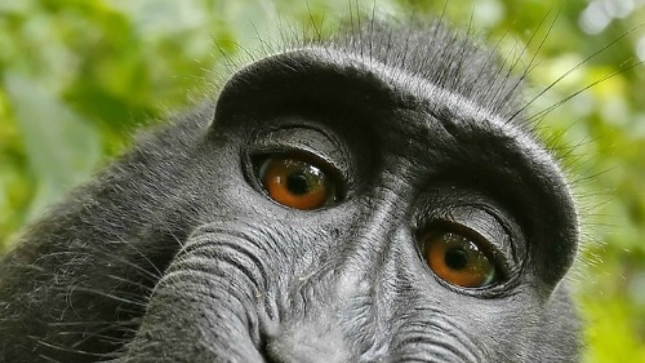 Photographer sued by monkey for selfie copyright