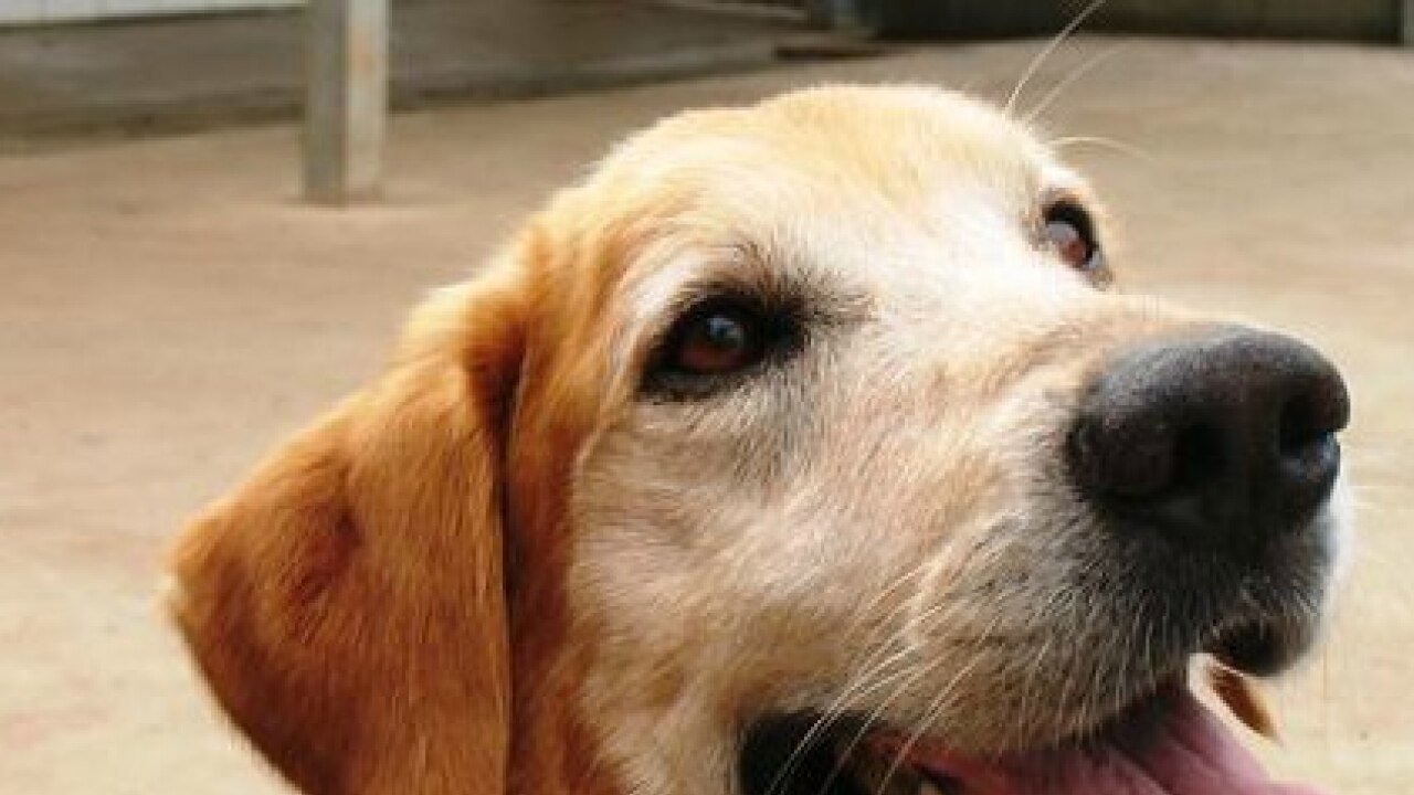 How this cute puppy was saved by gene mutation