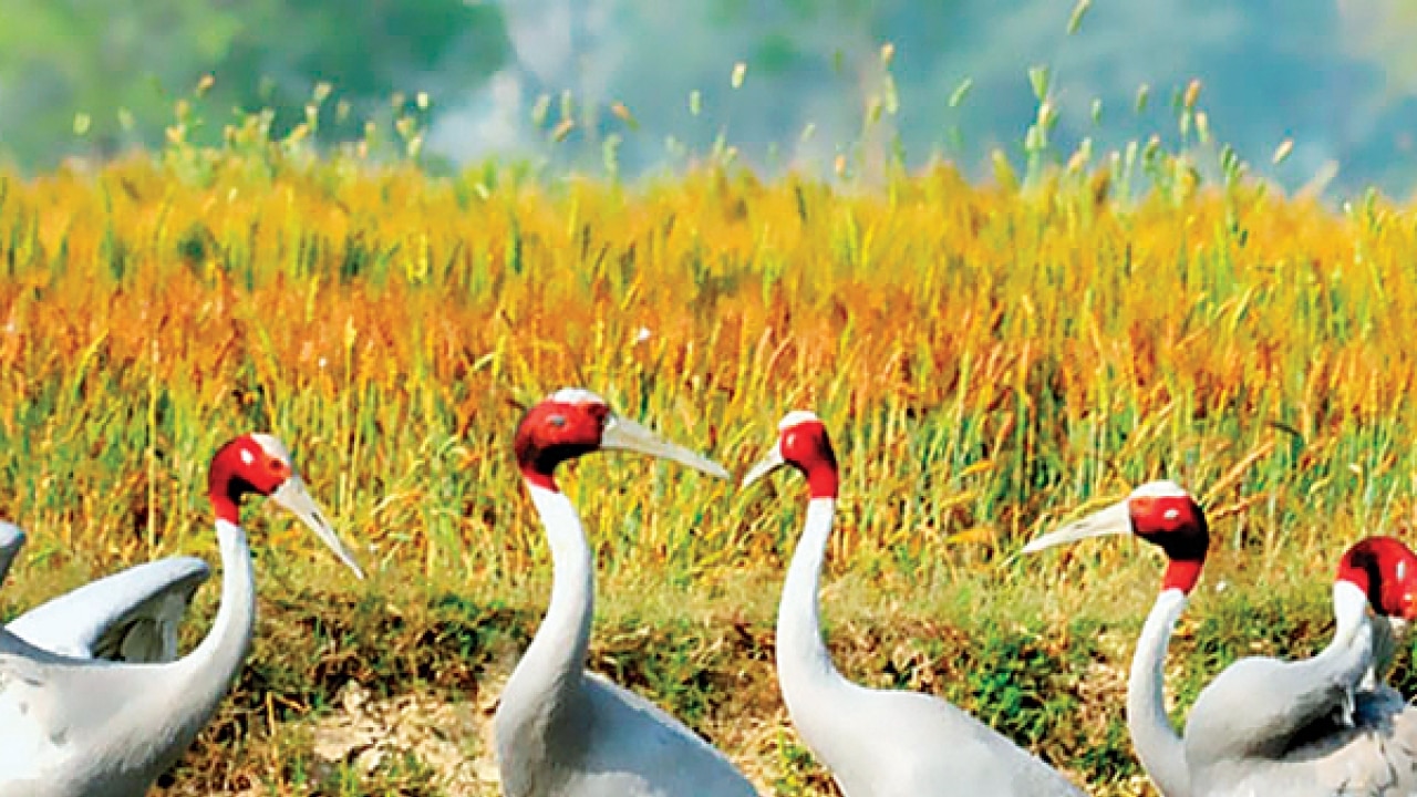 Bird lovers flock to UP for unique festival