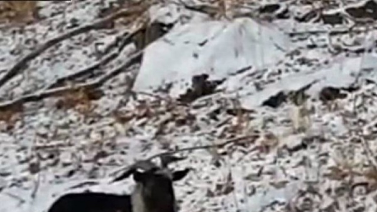 Tiger and goat forge unlikely friendship in Russian zoo