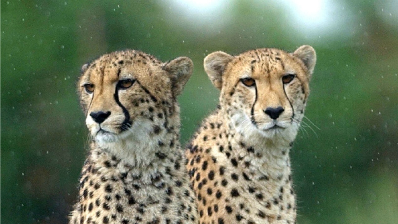 Cheetahs migrated from North America to Africa 100,000 years ago ...