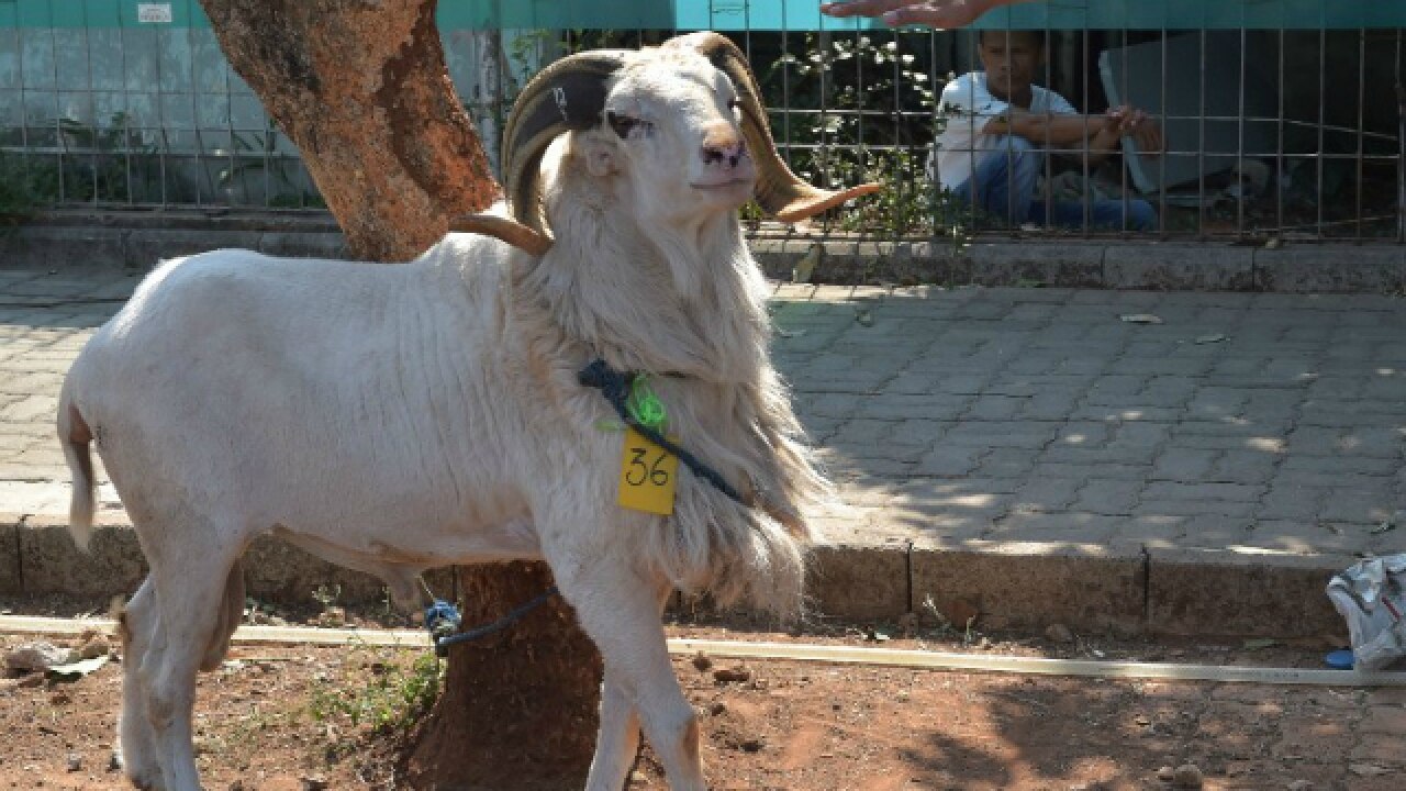 25 kg goat, 10 hens up for grabs at kabaddi tournament in Mumbai
