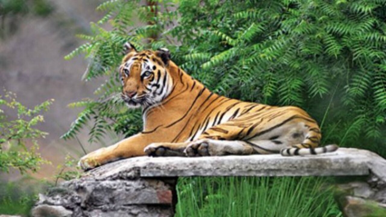 Good news from Tadoba reserve: Tiger numbers rising
