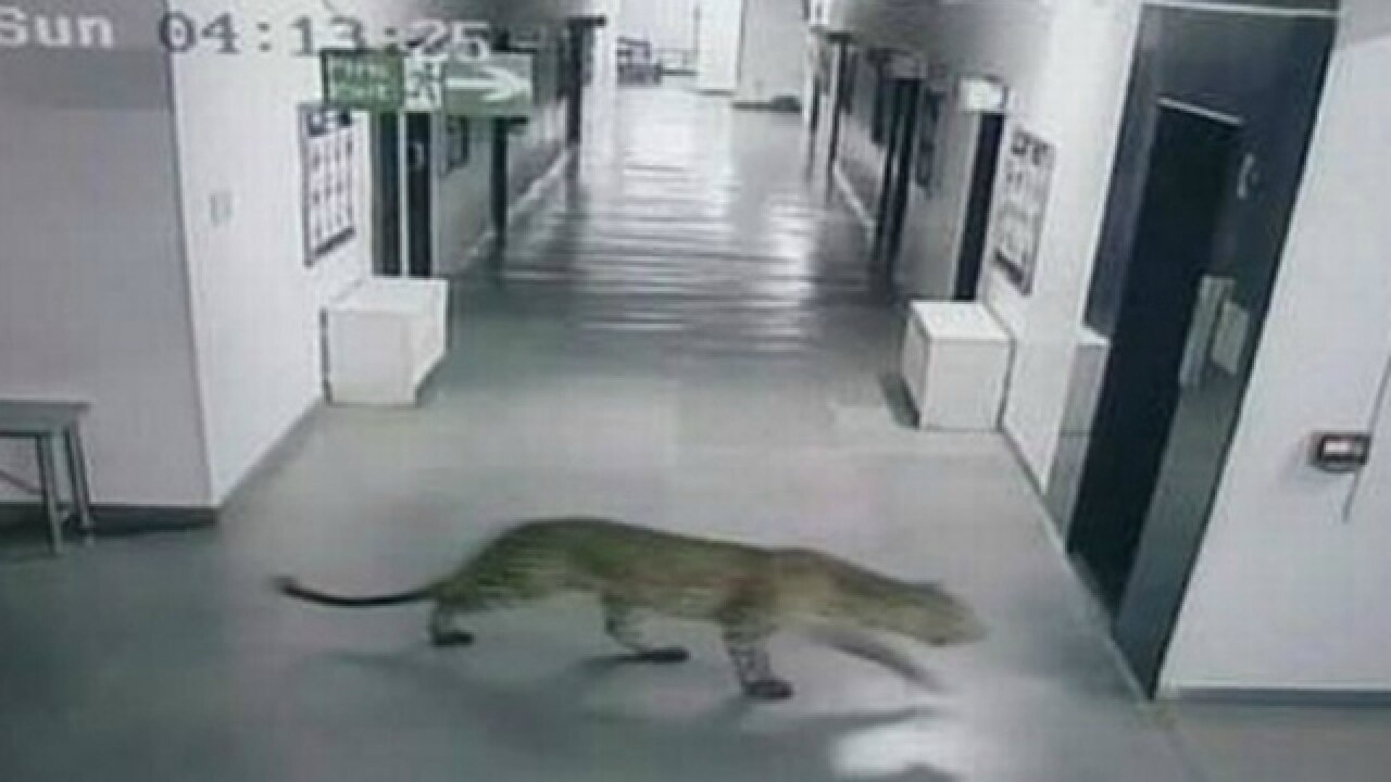 Watch: Leopard enters Bengaluru school, injures four
