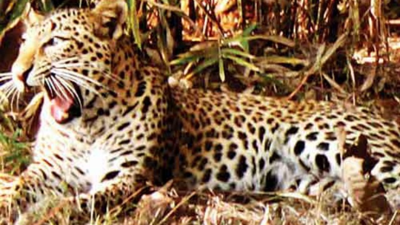Mumbai: Study in Aarey colony confirms presence of nine leopards in area