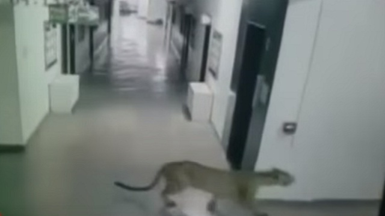 Watch: Leopard enters school in Bengaluru, injures three