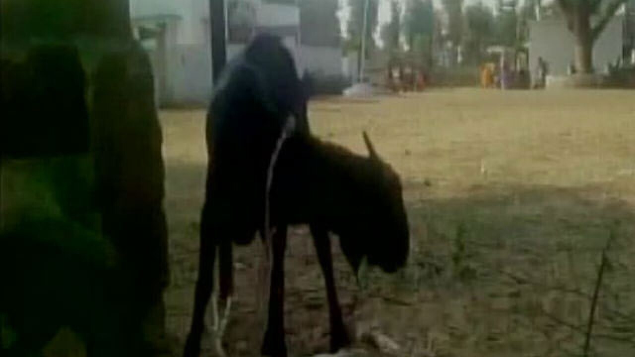 Chhattisgarh: Goat taken into custody for criminal trespass, freed later