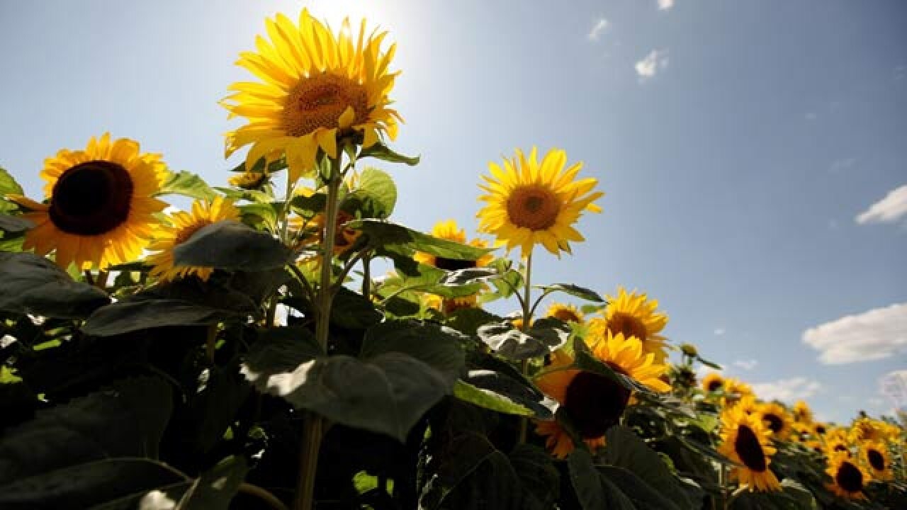 Basant Panchami: Here are best WhatsApp messages to bring in the first ...