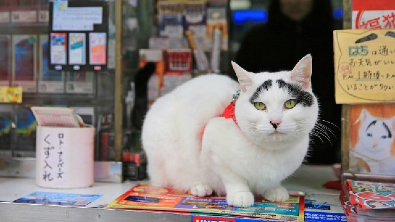 Tourists flock to see cat with 'lucky eyebrows' in Japan