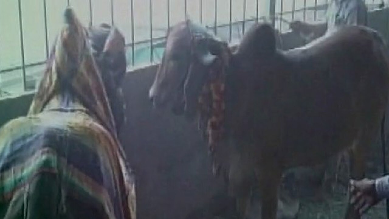 Cow in Gujarat gets a wedding worth Rs 18 lakhs