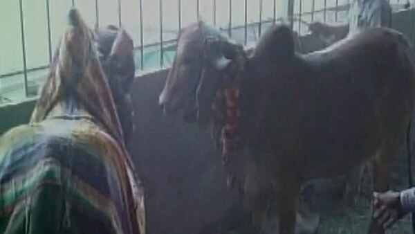 Cow in Gujarat gets a wedding worth Rs 18 lakhs