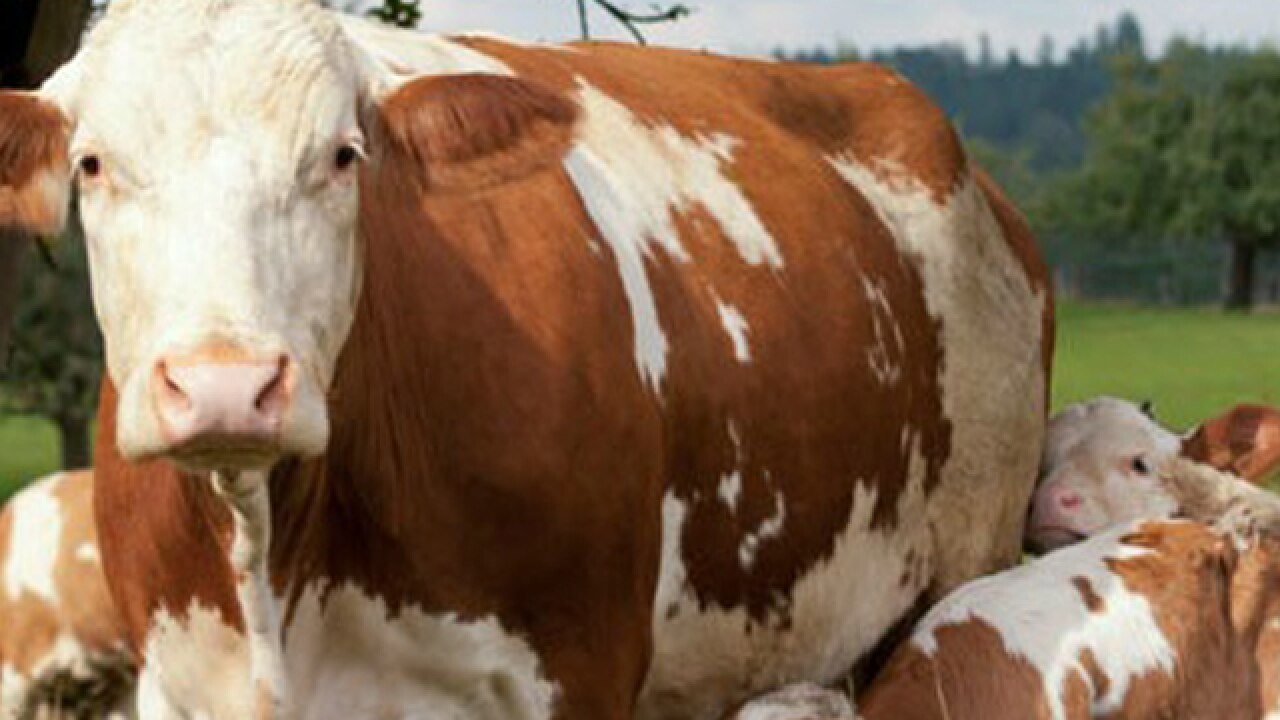 Cow gets 'raped' by drunk man after escaping from shed in Madhya Pradesh