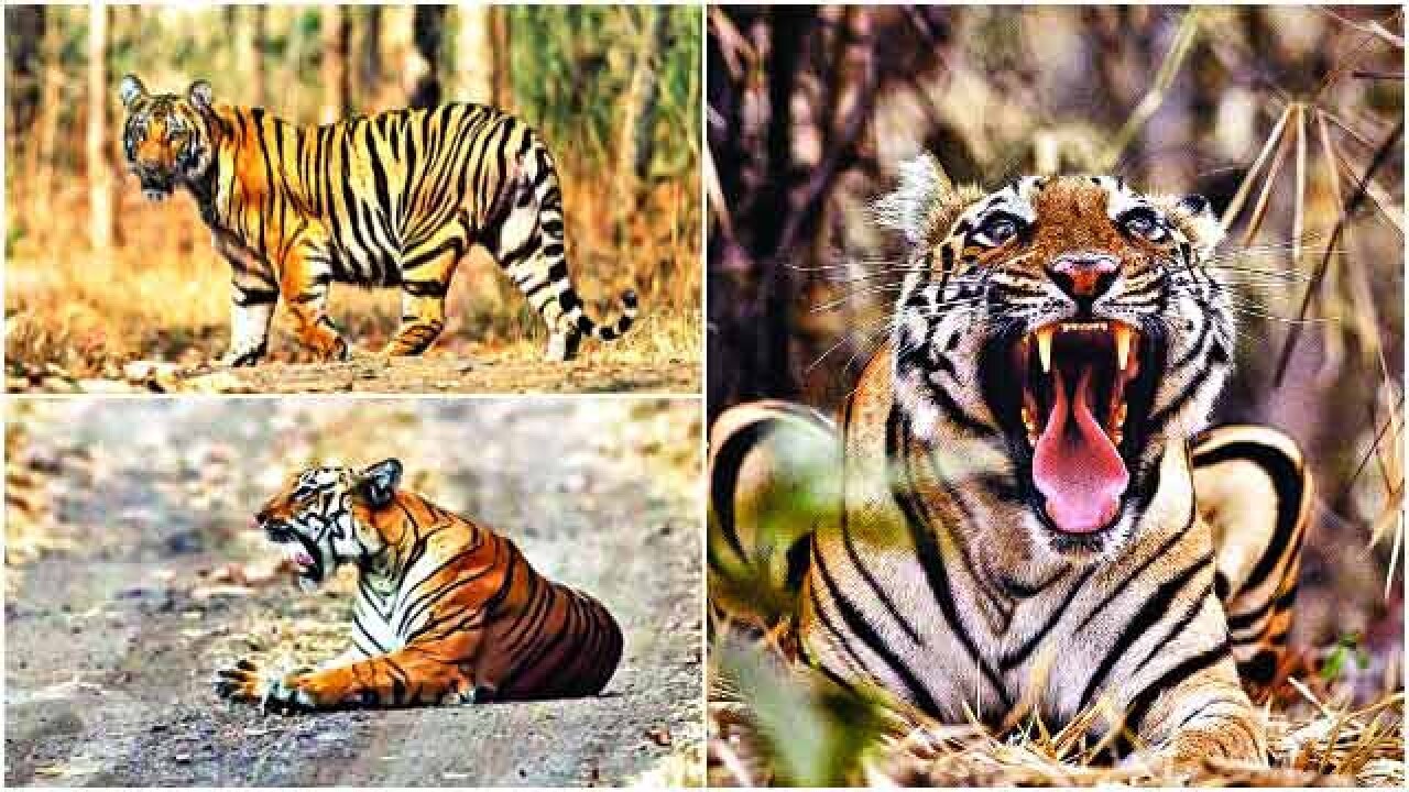 Maharashtra: Tigers galore at Tipeshwar wildlife sanctuary
