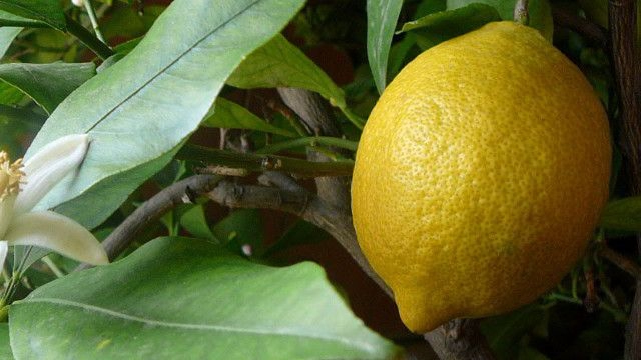 'Sacred' lemon sells for Rs 39000 in Tamil Nadu