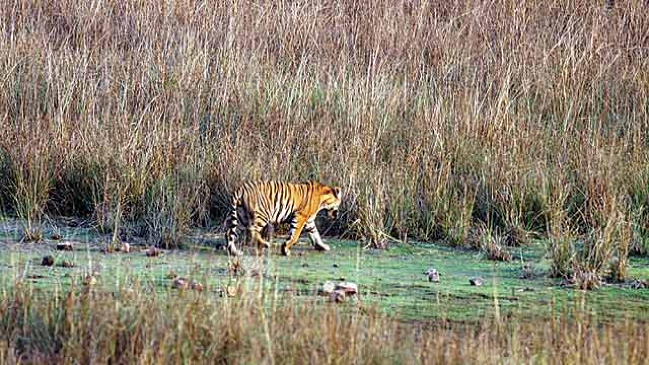 Maharashtra pushes for a tiger research centre in Vidarbha