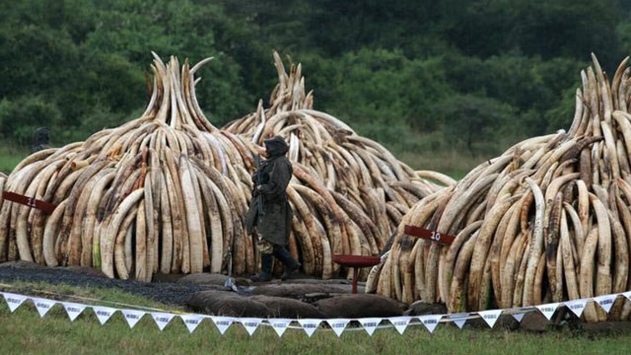 Kenya prepares huge ivory to burn to send a message to poachers that ...