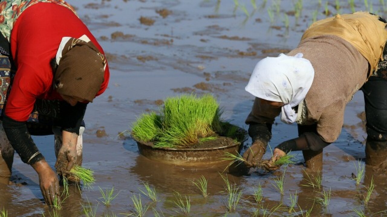 Drought in world's top 3 rice producers may boost prices for 50% of ...