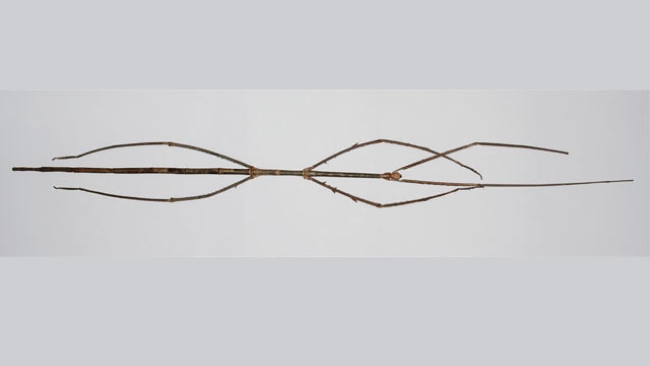 World's longest insect discovered in China measuring over 62 cms