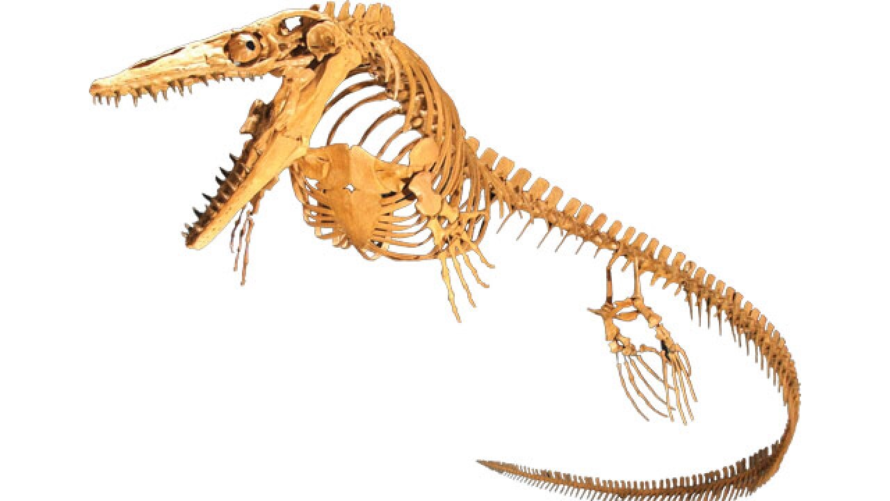 Scientists discover 71-million-year old dinosaur fossil in Antartica