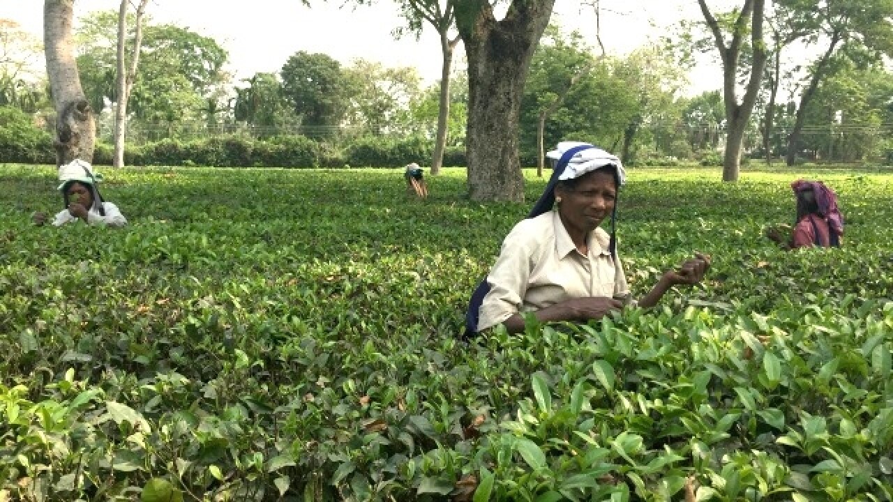 Switch from production of alcohol to brewing tea, changed the lives of ...