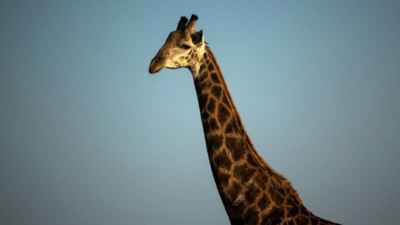 Ever wonder how the giraffe got its long neck?