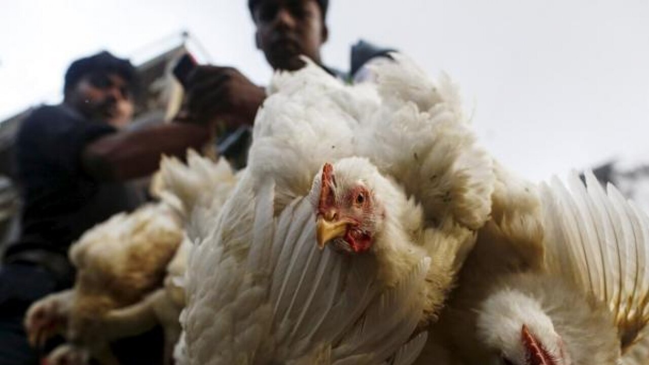 Unusual Heat Bakes Sri Lanka s Chicken Industry