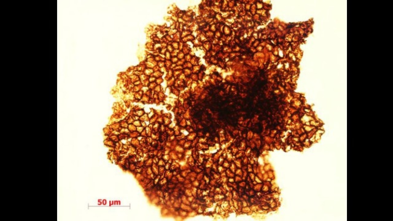 Chinese scientists discover oldest fossils ever found of multicellular ...