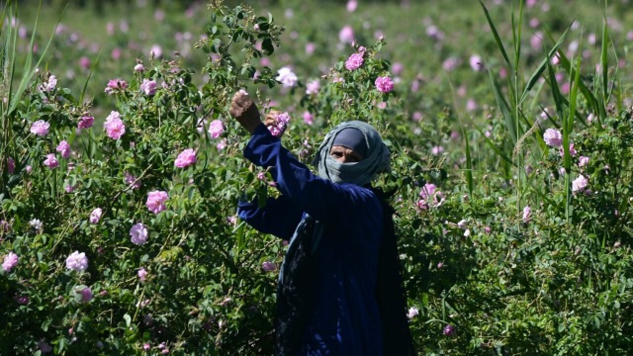 In Pictures | Withering Damask roses of Syria