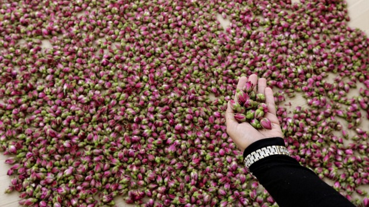 In Pictures | Withering Damask roses of Syria