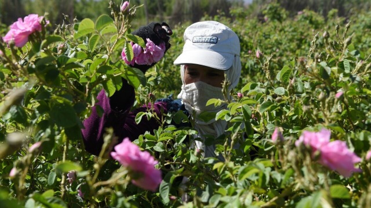 In Pictures | Withering Damask roses of Syria