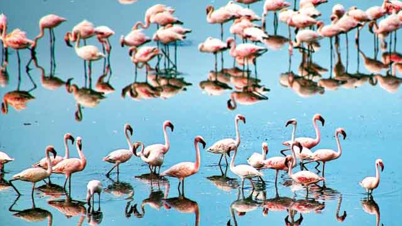 Fisherman pitch in for unique flamingo tourism initiative in Vidarbha