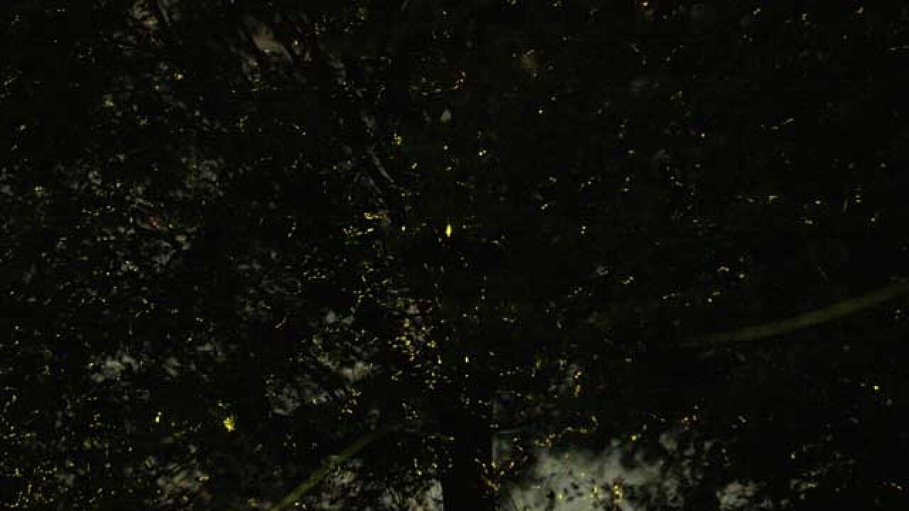 8 getaways for spotting fireflies in Maharashtra