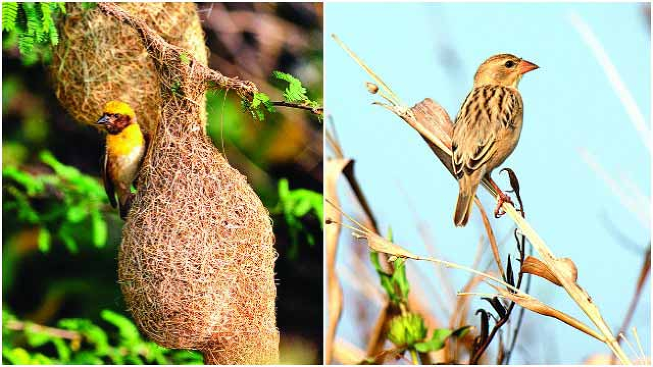 Indian Weaver Bird