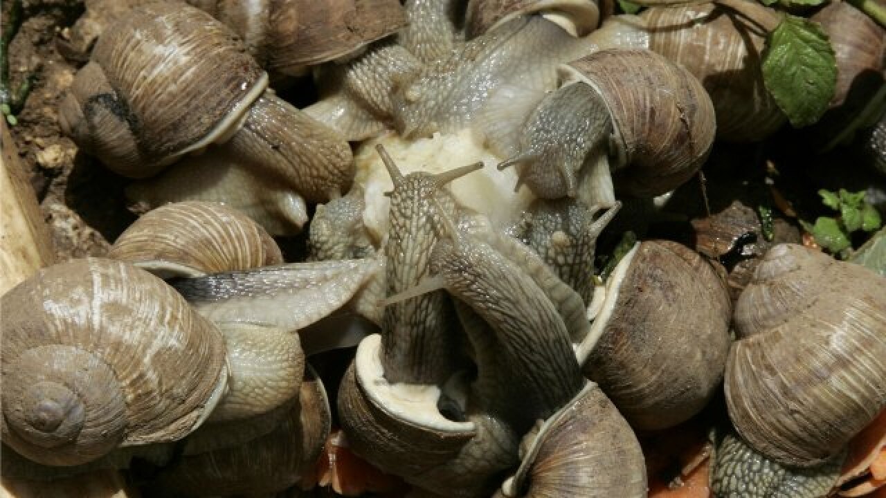 Could snails be the key to better robotic technologies in the future?