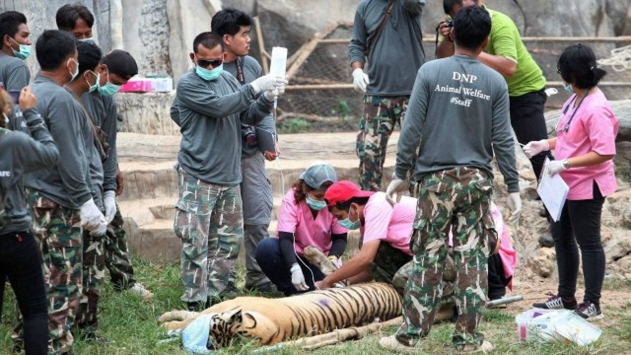 After discovery of Thailand's dead tiger cubs, World Animal Protection ...