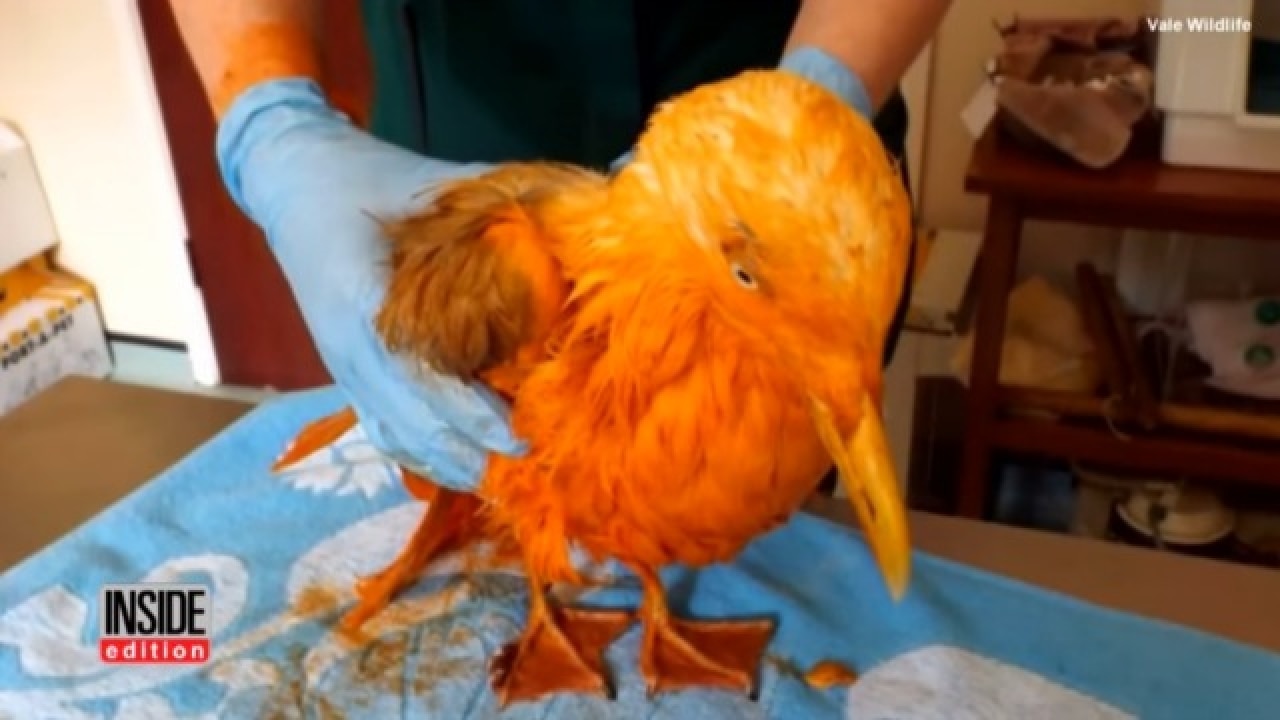 Watch: Seagull turns orange after falling in chicken tikka masala!