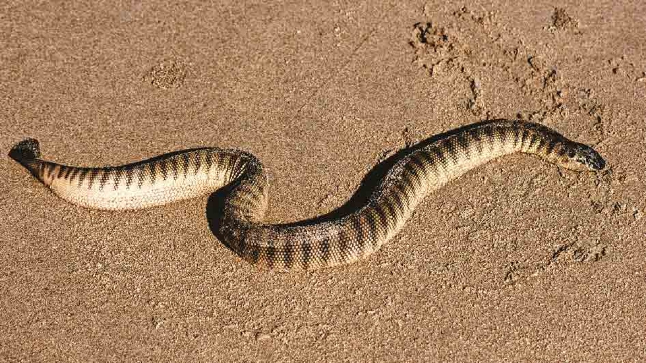 Fishing in Maharashtra coast taking a toll on sea snakes