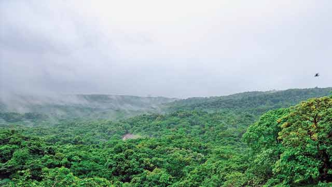 Maharashtra gets Rs200 crore for forest protection works