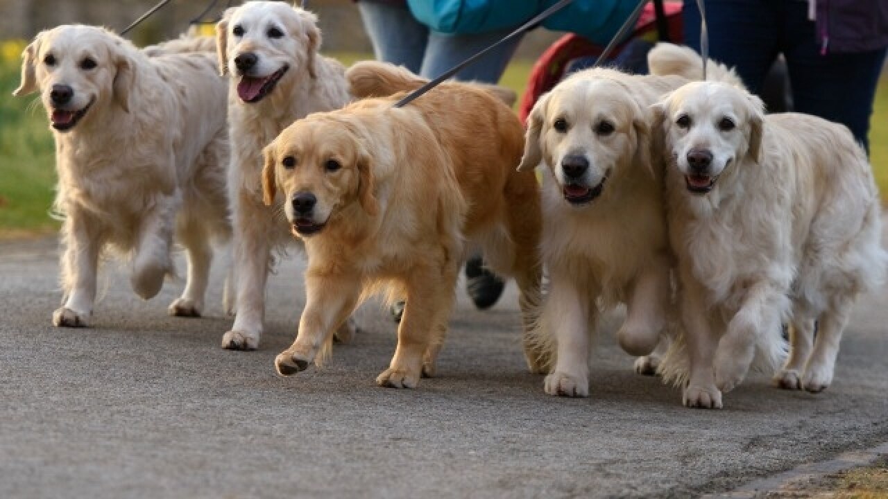 Iran cracks down on 'vulgar Western' dog owners