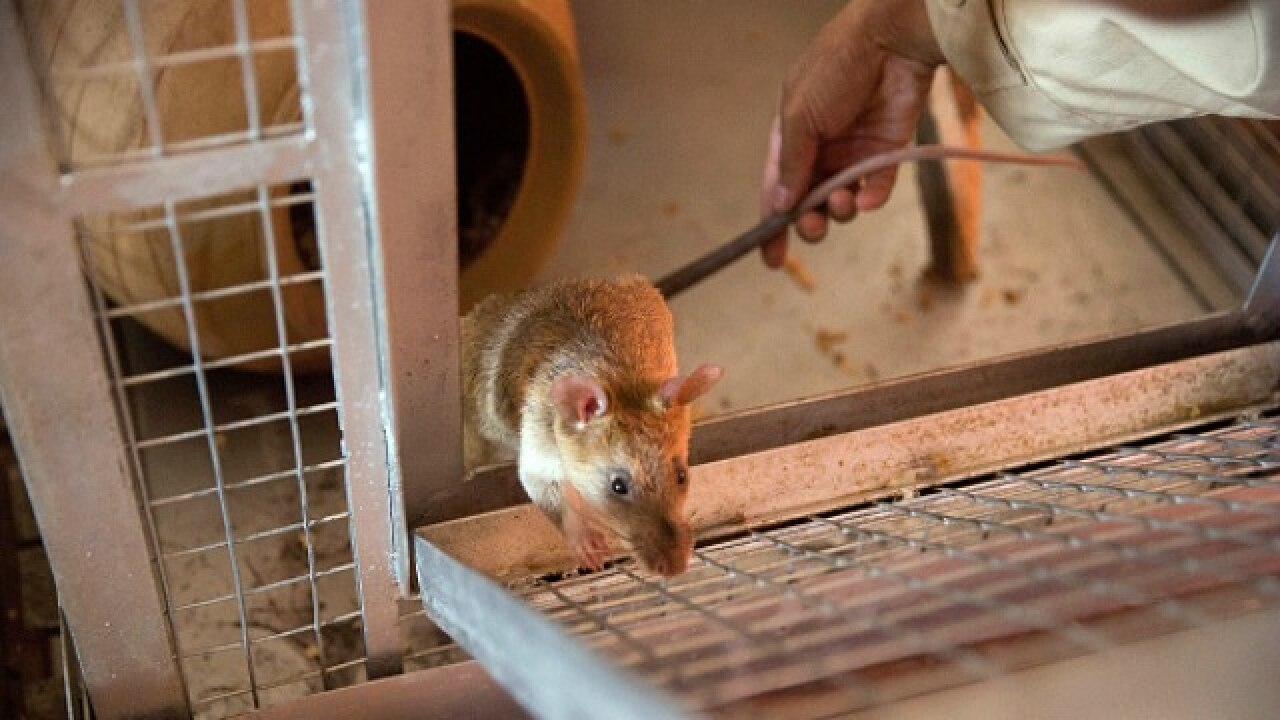 New study reveals rats and cockroaches are wired with GPS