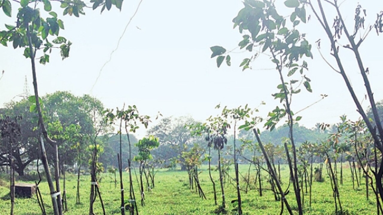 Uttar Pradesh government plants over 5 crores saplings in a day