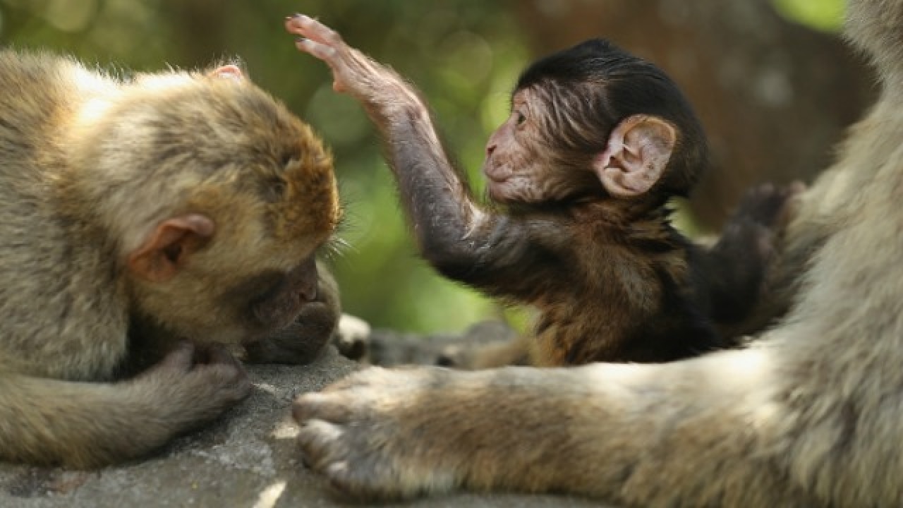 Scientists are decoding monkey language