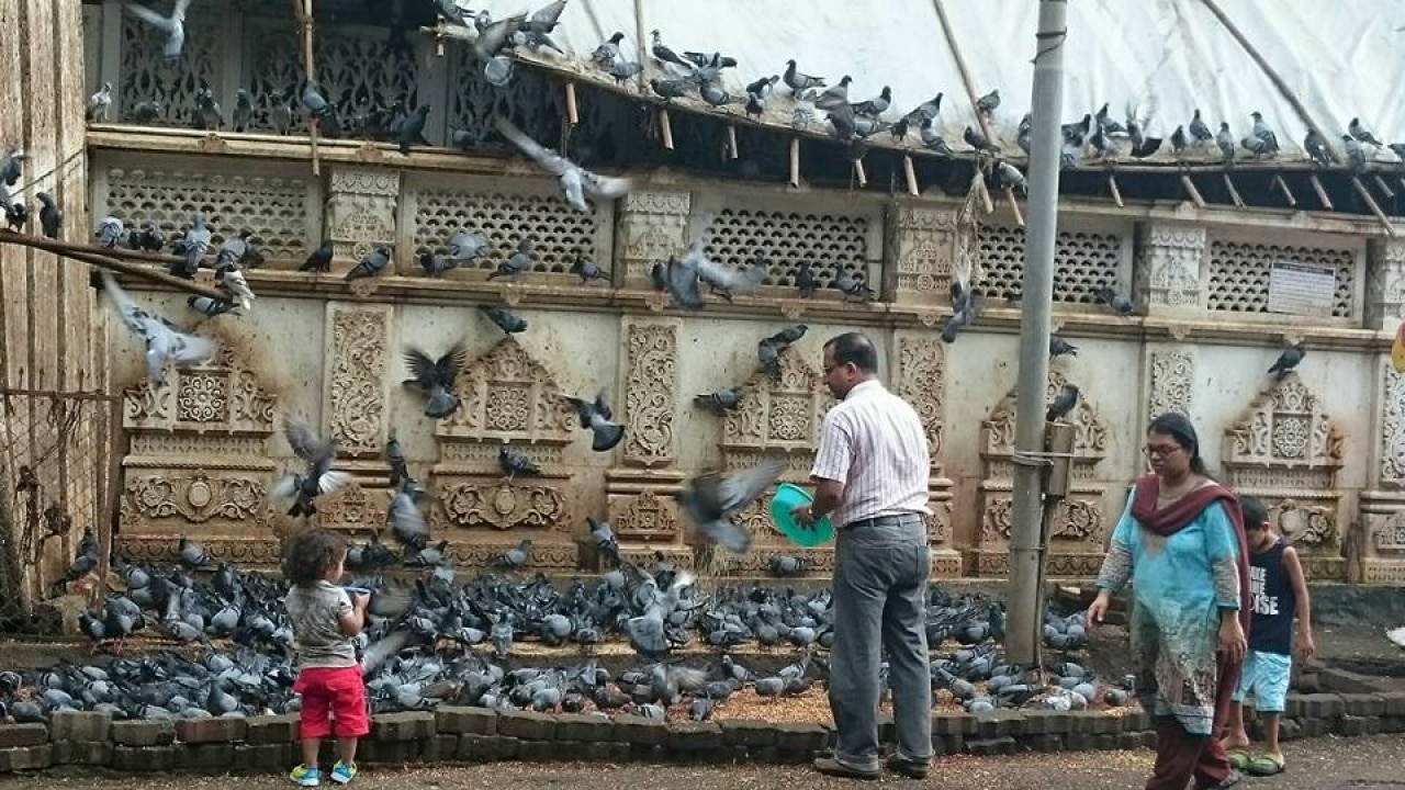 Distressed by pigeon mayhem, residents demand closure of Khar kabutarkhana