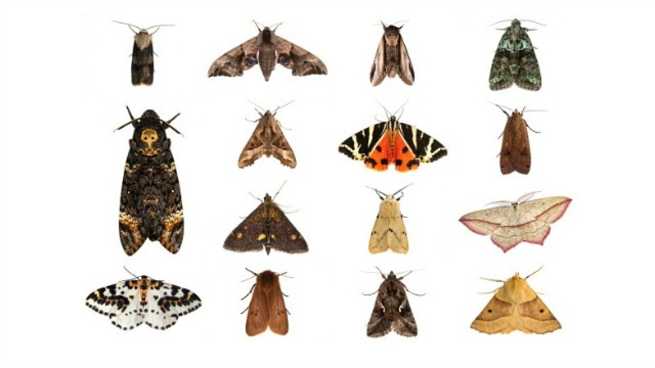 Flying insects don't obey aerodynamic laws of airplanes, says study