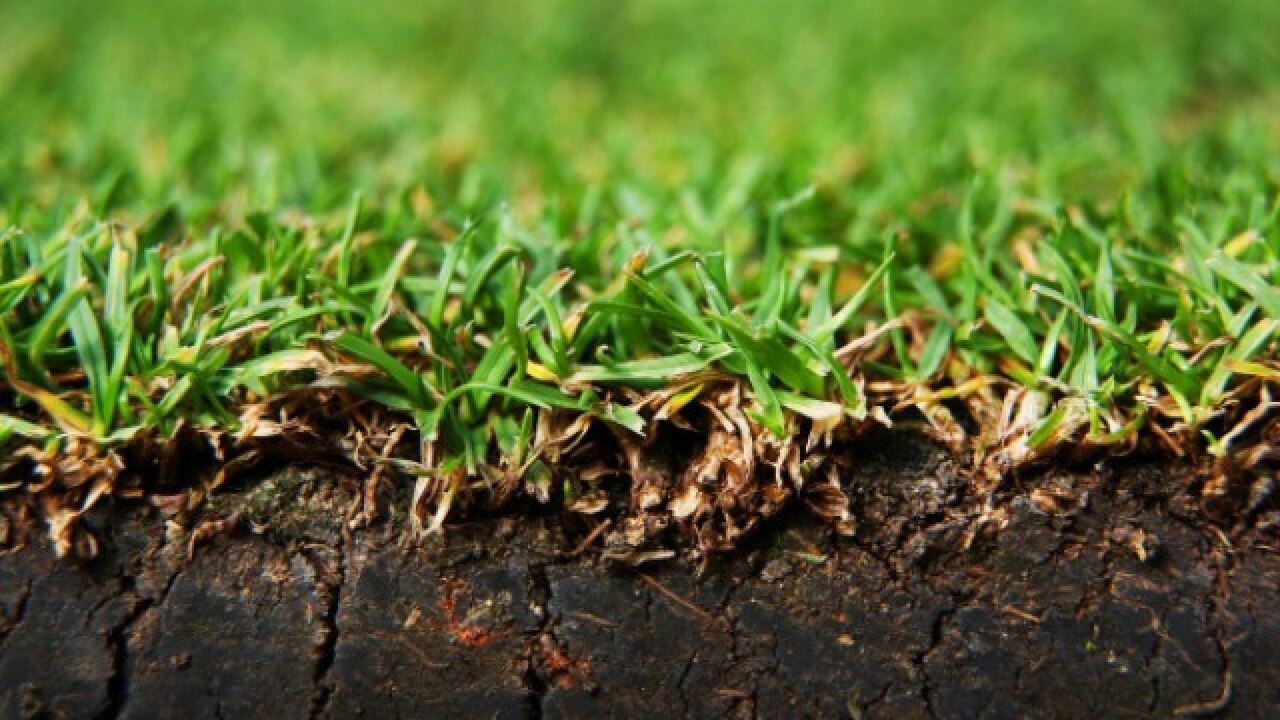 Scientists develop 'Grassoline', touted as next major source of energy