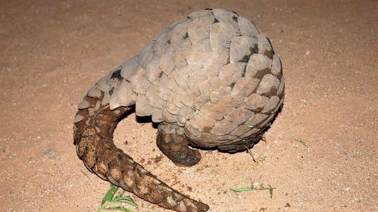 dna impact: State may rope in CBI to curb pangolin poaching