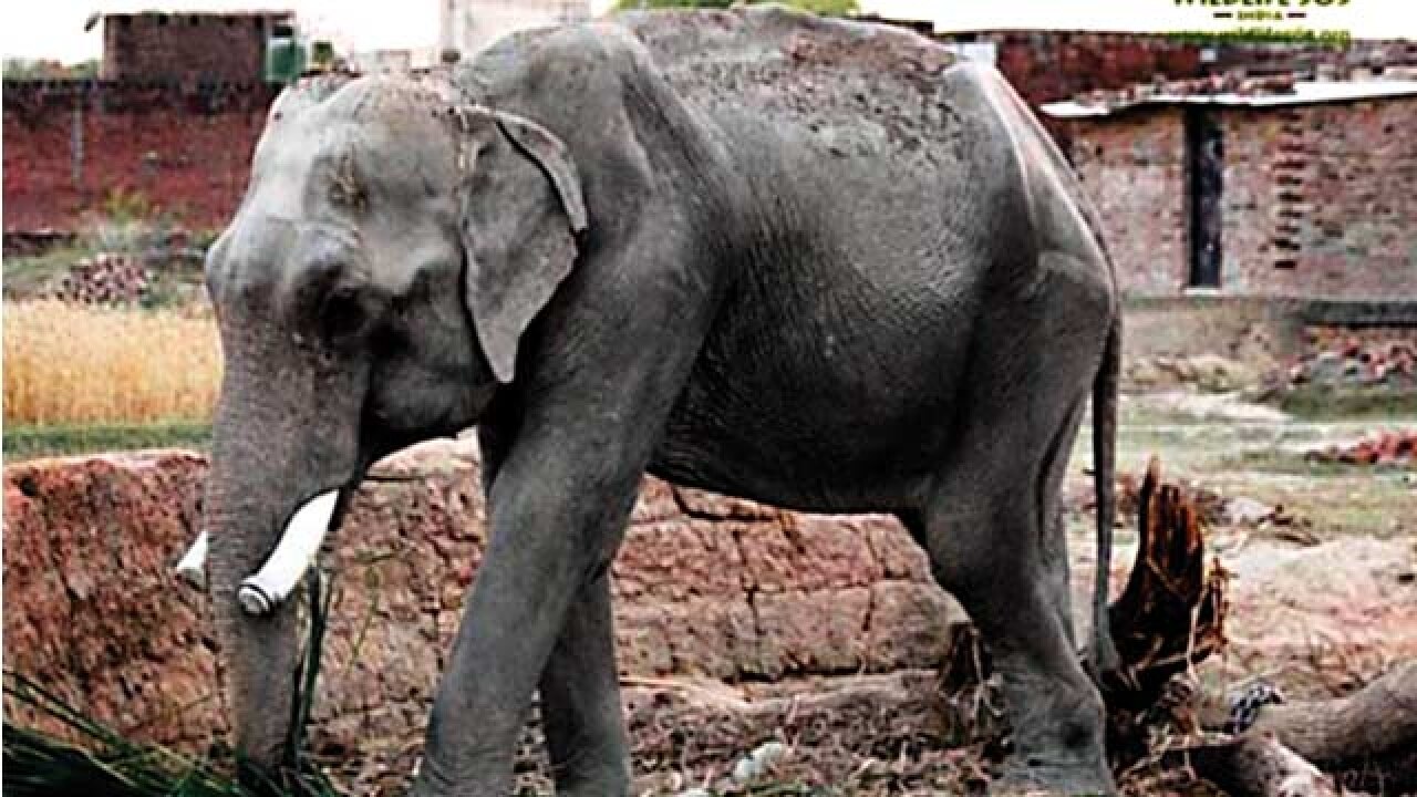 Mohan, the elephant rescued after three years of efforts